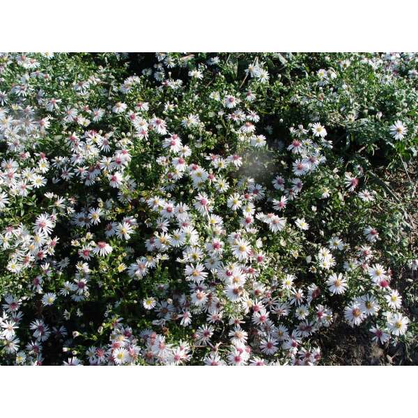 aster lateriflorus chloe