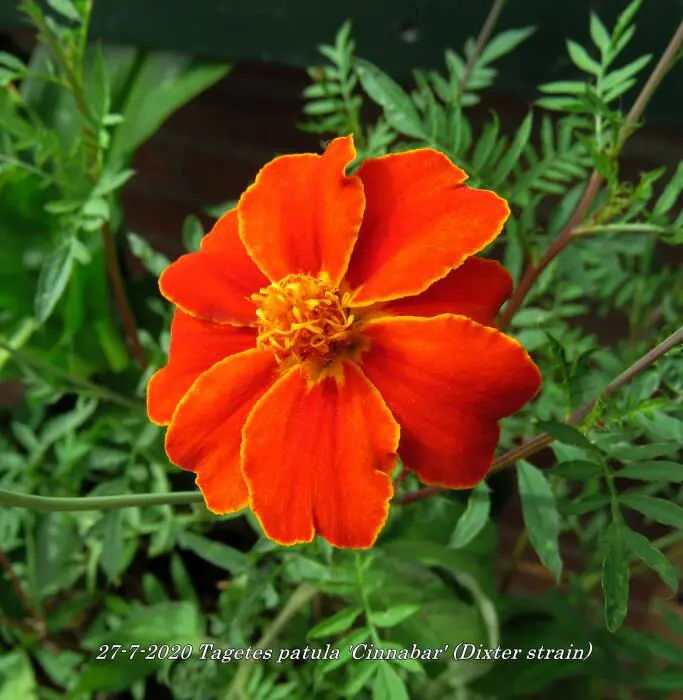 Ringelblumen - Matelma