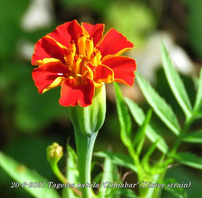 Ringelblumen - Matelma