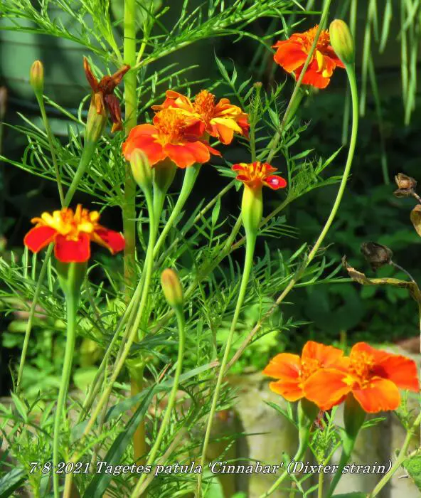 Ringelblumen - Matelma