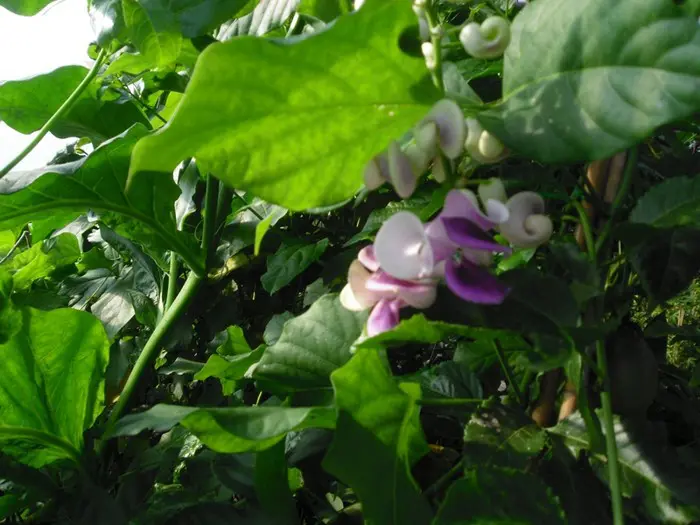 Vigna caracalla - Matelma