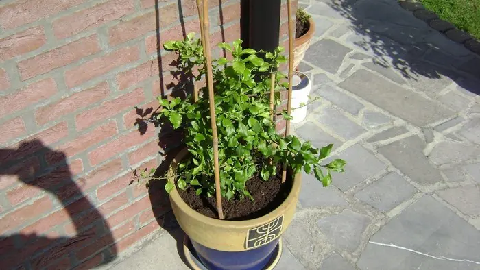 Vilains garçons - Matelma